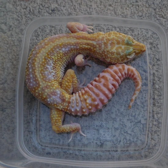 White&Yellow Mack Snow Red Stripe Tremper Leopard Gecko by M.S. Farms ...