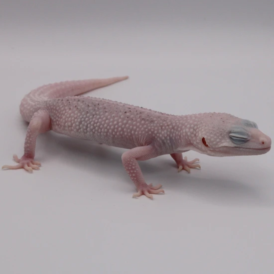 Universe Hyper Xanthic Cross Leopard Gecko by M.S. Farms Exotics