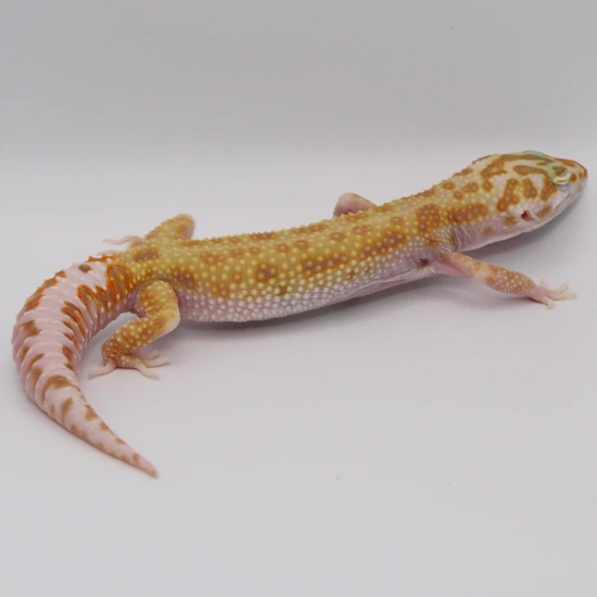 Mack Snow Tremper Leopard Gecko by M.S. Farms Exotics