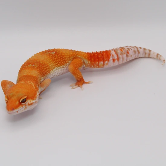 Tangerine Rainwater Leopard Gecko by M.S. Farms Exotics