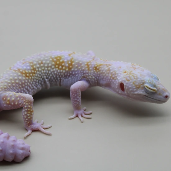 White&yellow Mack Snow Tangerine Tremper Smaug Pinto Eye (SPE NEW EYE ...