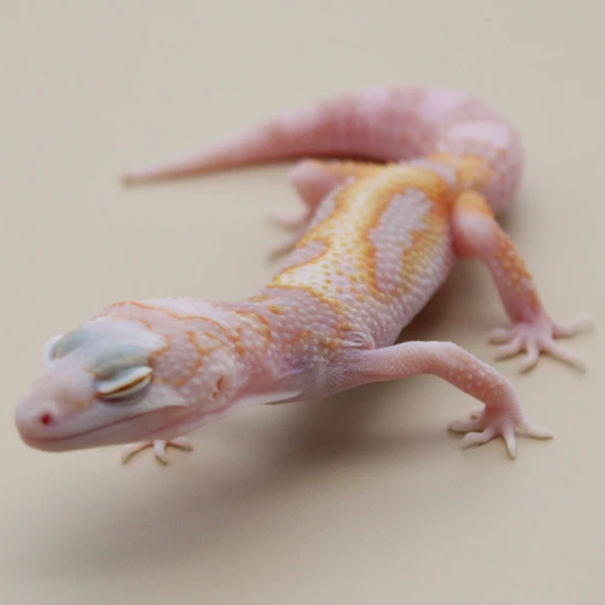 White&Yellow Mack Snow Tangerine Tremper 50% Pos Het Eclipse Leopard ...