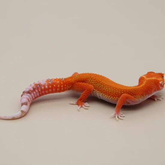 F3 RedHot Project (Tangerine Rainwater Project) 66%ph Eclipse 50%ph Murphy Patternless Leopard ...