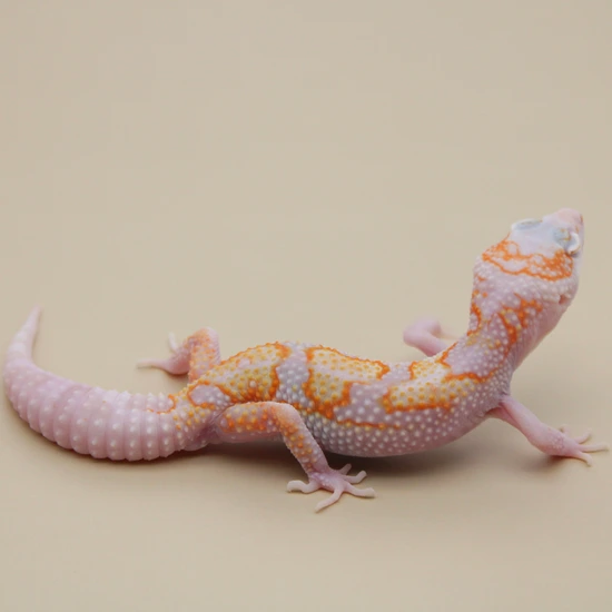 White&yellow Mack Snow Tangerine Tremper 50% Pos Het Eclipse Leopard ...