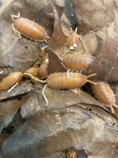 Porcellio Magnificus Isopod by Above Average Amphibians