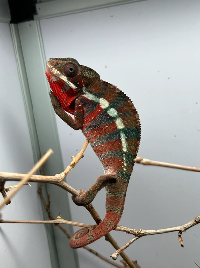 Red Body Blue Bar Panther Chameleon by Cold Blooded Connoisseurs