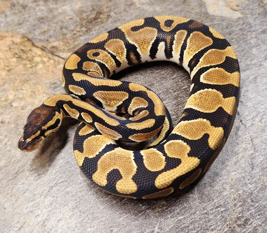 Normal Het Clown Ball Python by The Ball Python Project