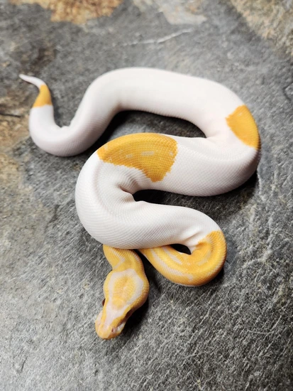 Candy Piebald Ball Python by The Ball Python Project