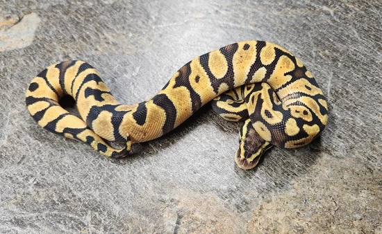 Pastel Enchi Het Desert Ghost Ball Python by The Ball Python Project