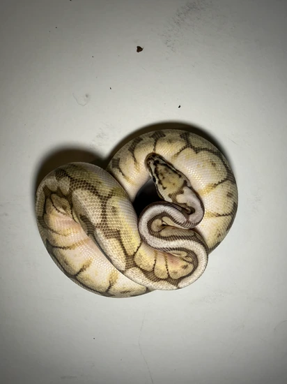 Vanilla Bumblebee Ball Python by Medusa’s Angelz