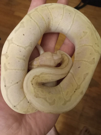 Banana Pinstripe Ball Python Male by New England Exotics, LLC