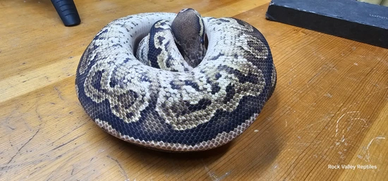 Fire Bongo 50% Het Clown Ball Python by Rock Valley Reptiles and Exotics