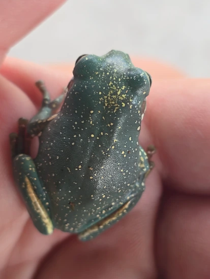 Super Snowflake White's Tree Frog by Wildlings Exotics