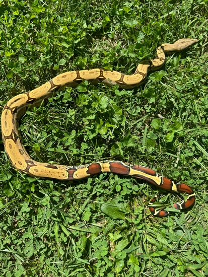 Pure Futo Suriname True Red-Tailed Boa Constrictor by Creeping Things