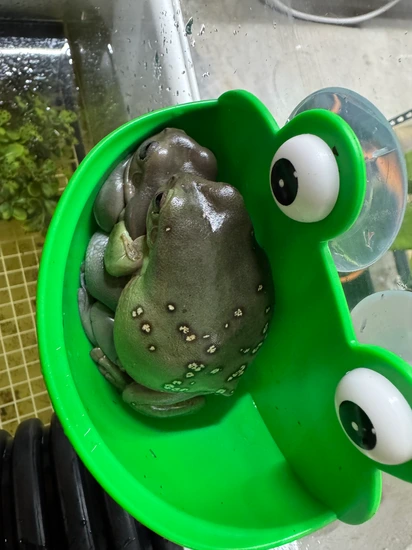 Whites Tree Frog Tadpoles White's Tree Frog by Creeping Things
