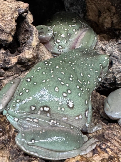 Super Snowflake White's Tree Frog by Creeping Things