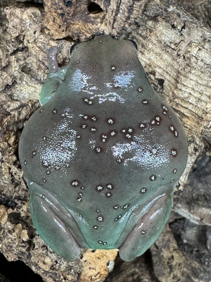 2022 Female Snowflake White's Tree Frog by Creeping Things