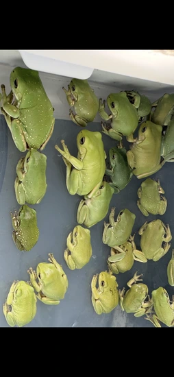 Snowflakes White's Tree Frog by Creeping Things