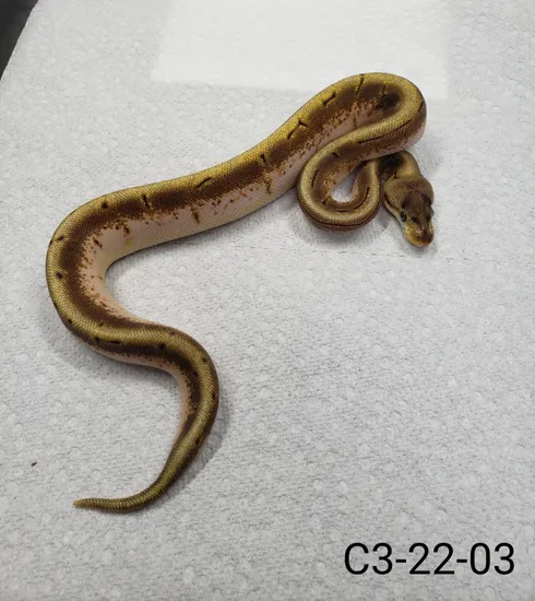 Enchi Spinner Ball Python by Muscle Mike's Serpents
