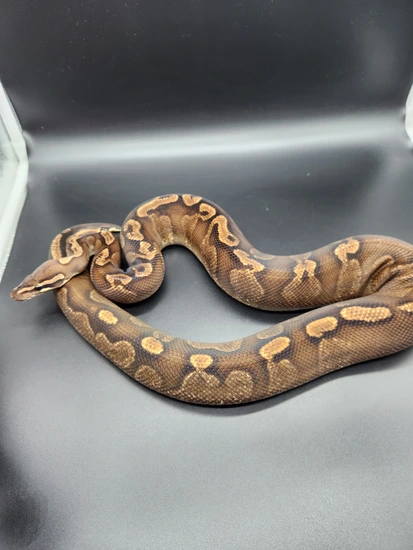GHI Chocolate Calico Het Albino Ball Python by Plug Ugly Pythons