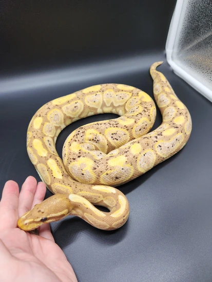Banana Black Pastel Ball Python by Plug Ugly Pythons