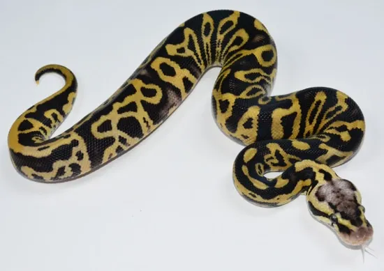 Enhancer Clown Group WOW Ball Python by Mutation Creation