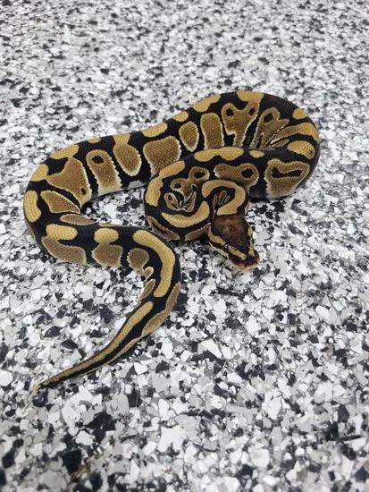 TH Enhancer/G-Stripe/Clown Ball Python by Mutation Creation