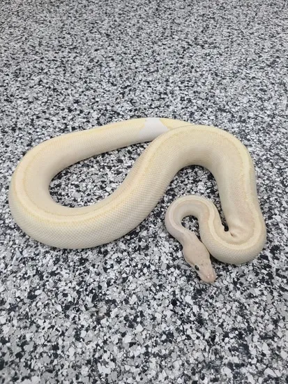 Banana Pinstripe Lesser Cinnamon Poss Mahogany Fire Ball Python by ...