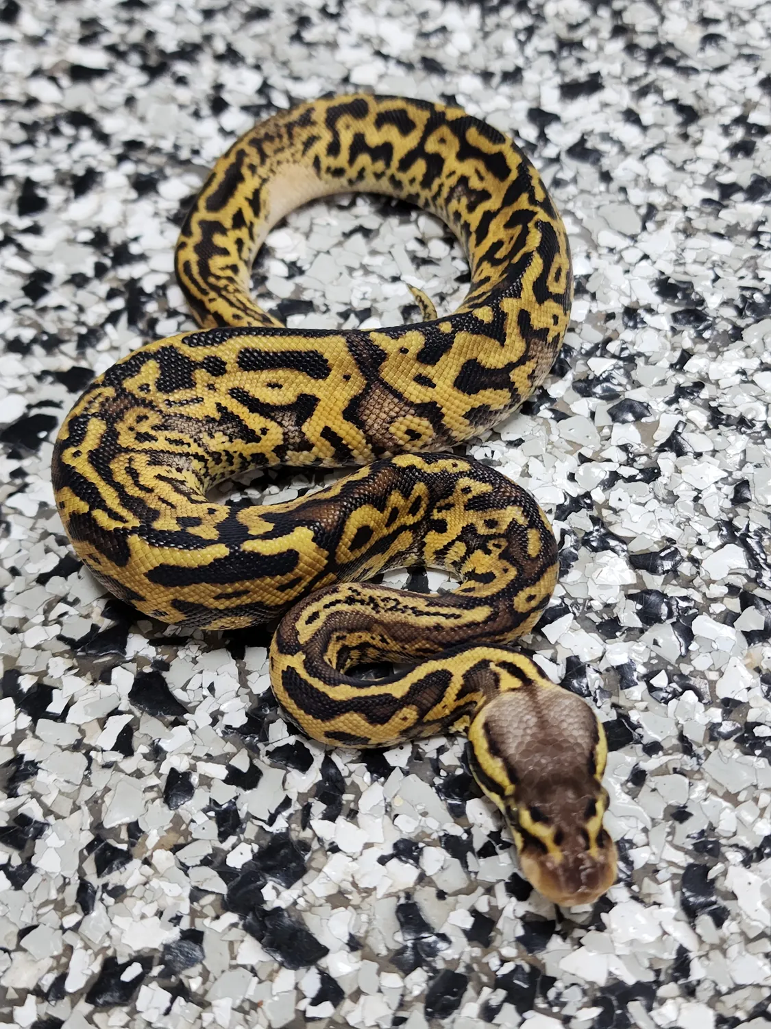 Mutation Creation's Collection - MorphMarket