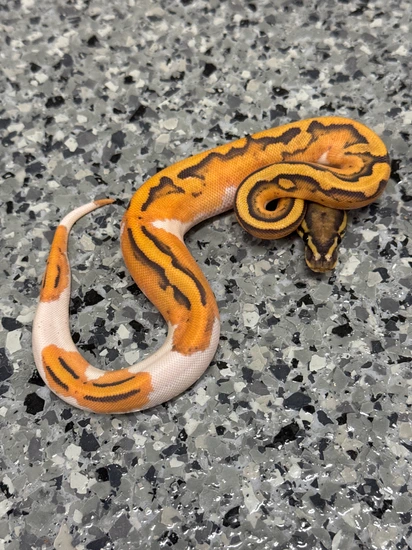 Orange Dream Yellow Belly Scrambler Hypo Piebald Ball Python by ...