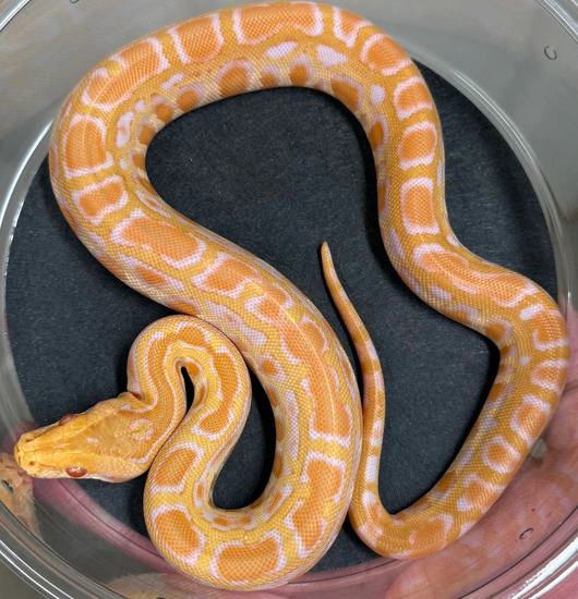 Albino Gulf Coast Caramel Burmese Python by Man Money Reptiles