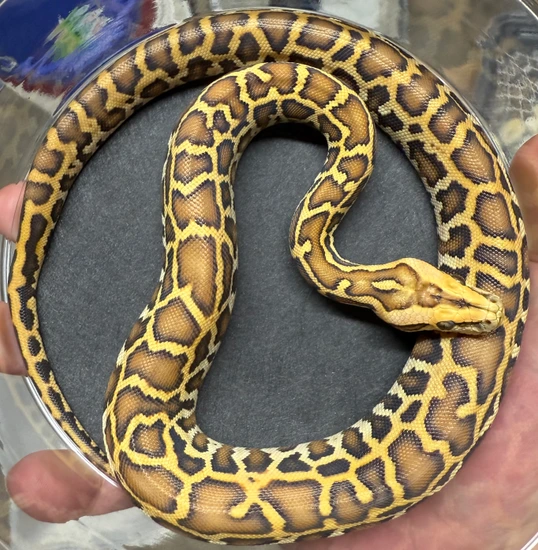 Gulf Coast Caramel Burmese Python by Man Money Reptiles
