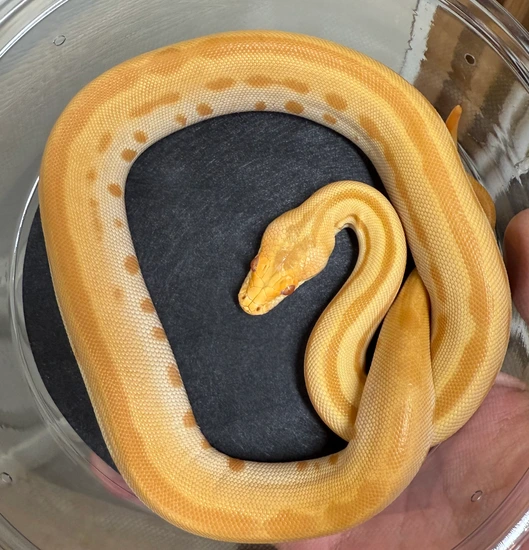 Albino Patternless Gulf Coast Caramel Burmese Python by Man Money Reptiles