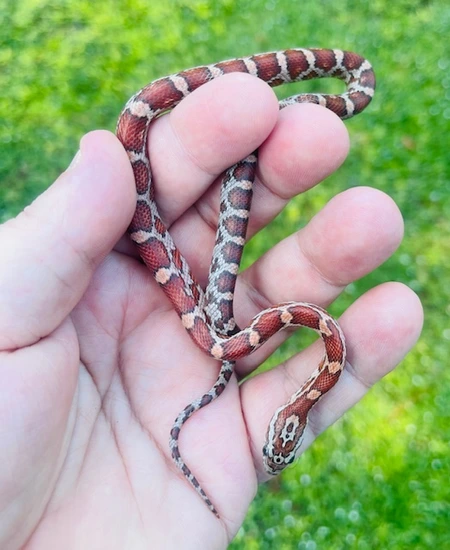 Cb24 Miami Type Het Shatter Hypo Female Corn Snake by Turtle River ...