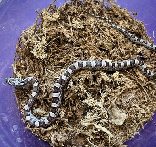 14 In 2025 RF Anery Female From Specter Background Corn Snake by Turtle ...