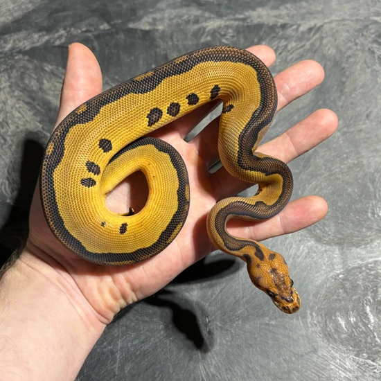 Wookie/Raven Leopard Clown Ball Python by Morphologix LLC