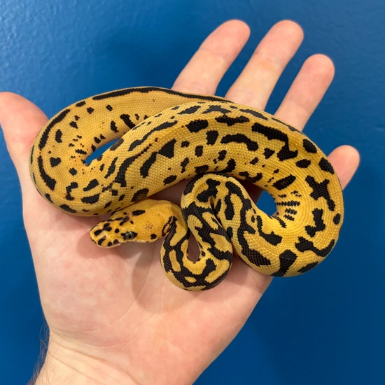 Lace Batman Ball Python by Morphologix LLC