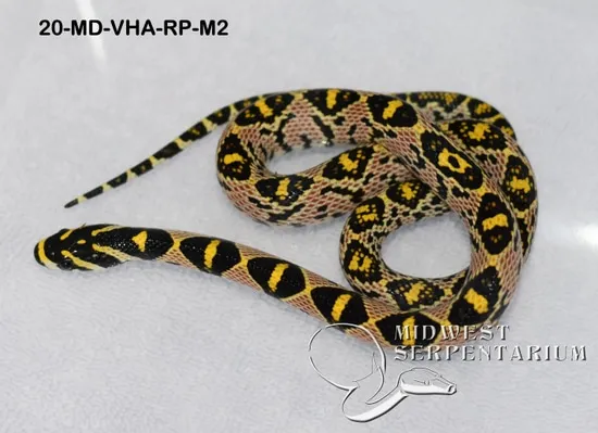 CBB 2020 Hatchling Pair Mandarin Rat Snake Vietnam 100% Het Axanthic by ...