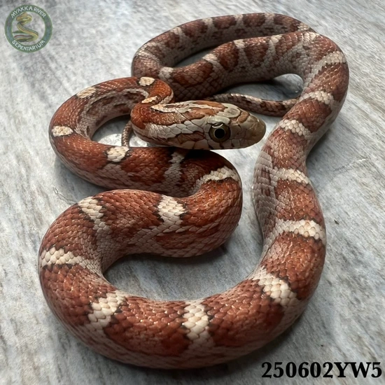 Banded (Milk Snake Phase) Miami, Motley Corn Snake by Myakka River ...