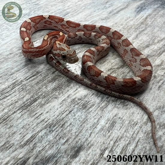 Banded (Milk Snake Phase) Miami, Motley Corn Snake by Myakka River ...