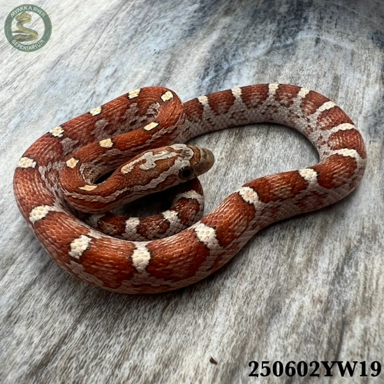 Banded (Milk Snake Phase) Miami, Motley Corn Snake by Myakka River ...