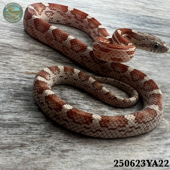 Banded (Milk Snake Phase) Miami, Motley Corn Snake by Myakka River ...