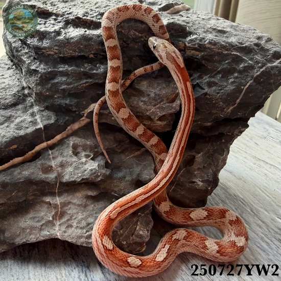 Banded (Milk Snake Phase) Miami, Diffused, “Q-Tip” Motley Corn Snake by ...