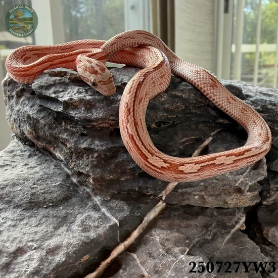 Banded (Milk Snake Phase) Miami, Diffused, “Q-Tip” Motley Corn Snake by ...