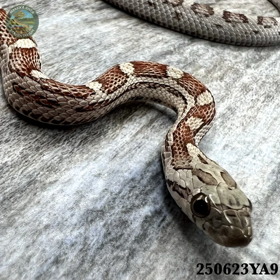 Banded (Milk Snake Phase) Miami, Motley, Diffused Corn Snake by Myakka ...
