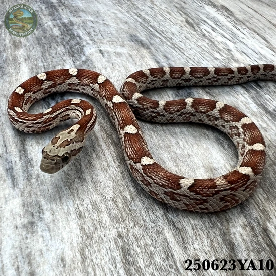 Banded (Milk Snake Phase) Miami, Motley Corn Snake by Myakka River ...