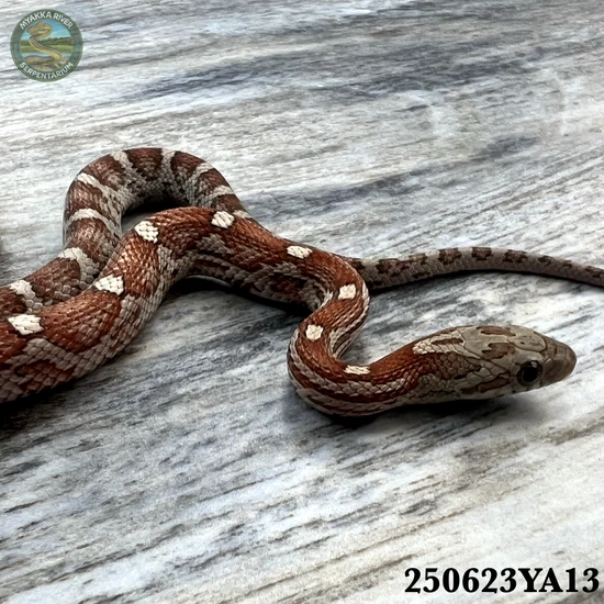 Banded (Milk Snake Phase) Miami, Motley Corn Snake by Myakka River ...