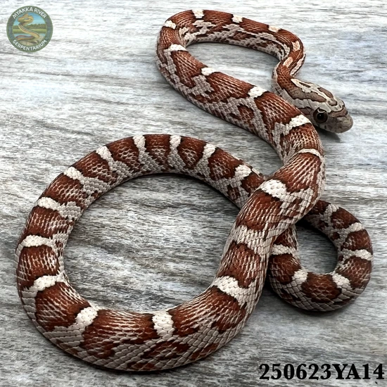 Banded (Milk Snake Phase) Miami, Motley Corn Snake by Myakka River ...