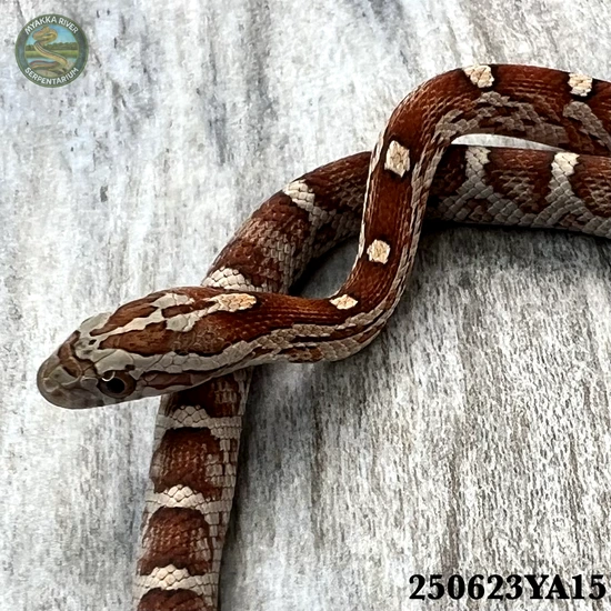 Banded (Milk Snake Phase) Miami, Motley Corn Snake by Myakka River ...