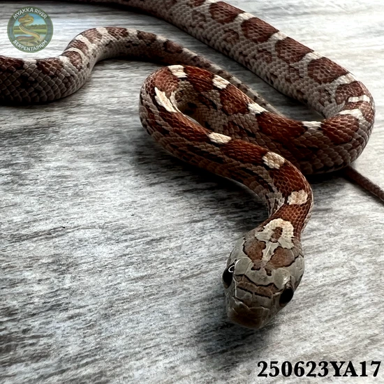 Banded (Milk Snake Phase) Miami, Motley Corn Snake by Myakka River ...